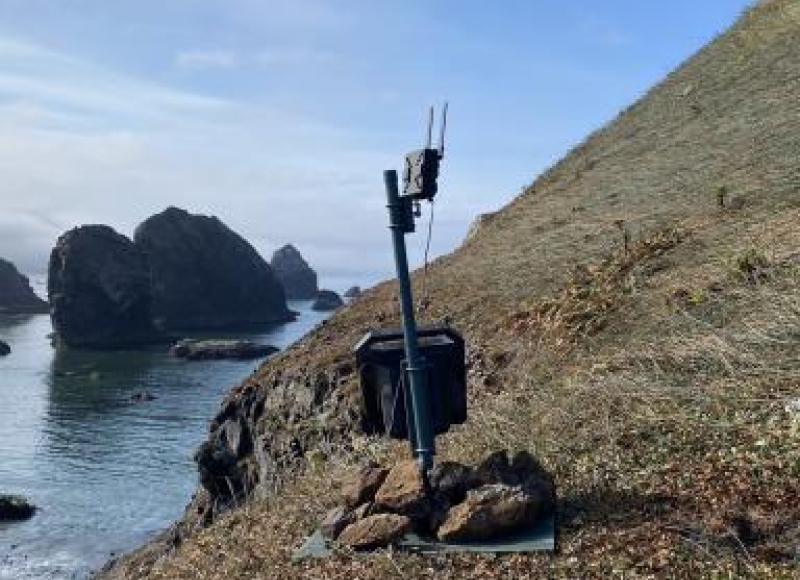 Seabird Predator Managment | College of Agricultural Sciences
